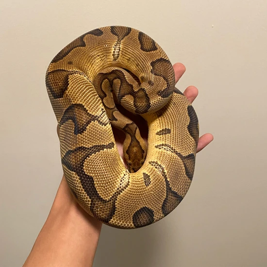 Enchi Clown Ball Python by Marleys Morphs