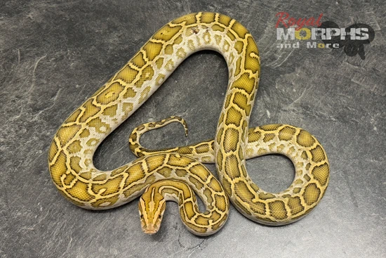 Hypo Het. Albino Piebald Caramel Labyrinth Burmese Python by Royal ...