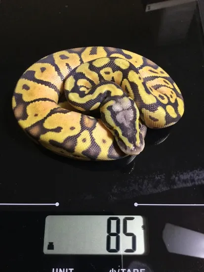Orange Ghost Pastel Enchi Poss Yellow Belly Ball Python by RoyalPalmRegius