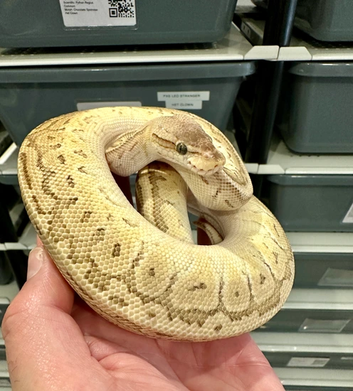 Emperor Pinstripe Het Desert Ghost Ball Python by Royal Blue Reptiles