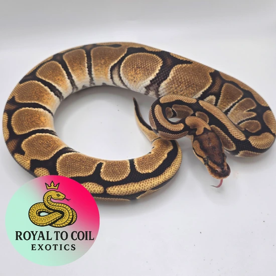 Orange Dream Red Stripe Blade Het Clown $150 RESERVE Ball Python by ...
