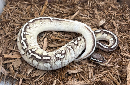 Super Pastel Lesser Of Yb Arroyo Ball Python by Royalty exotics Inc