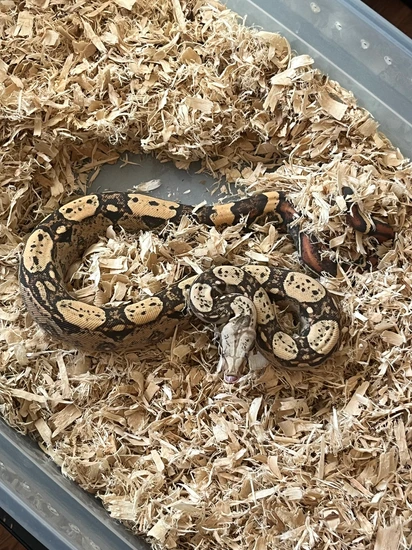 Pink Panther Vpi 50% Het Leopard Boa Constrictor by RoyaltyReptiles