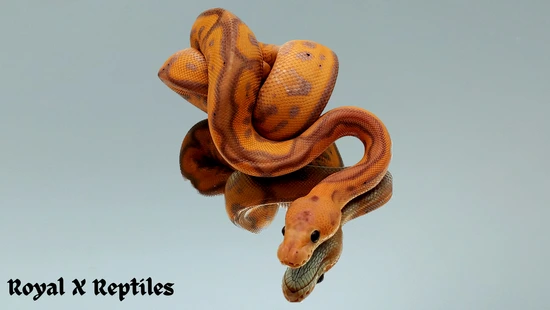 Proven Barnhart Black Pastel Banana (FM) Leopard Clown Het Dga Ball ...