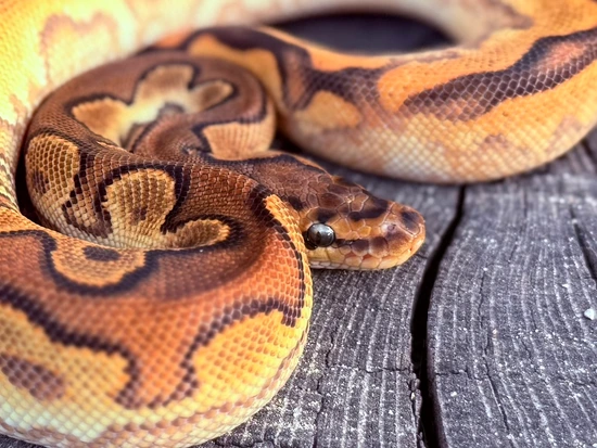 Cinnamon Enchi YB OD Calico Clown Ball Python by Jason Royer Reptiles