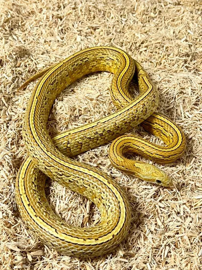 Amber Tessera Het Diffused PH Amel Corn Snake by Captivating Reptiles LLC