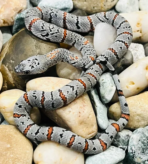 Christmas Mountain Graybanded Kingsnake Gray-Banded Kingsnake by ...