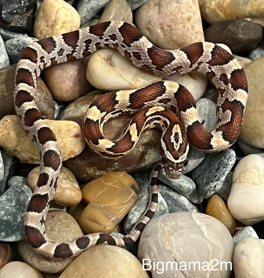 Okeetee Het Saffron Corn Snake by Captivating Reptiles LLC