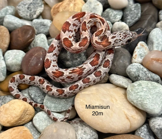 Miami Sunkissed Het Shatter Corn Snake by Captivating Reptiles LLC