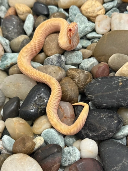 Ex Red Line Albino Superconda Het Snow Western Hognose by Captivating ...