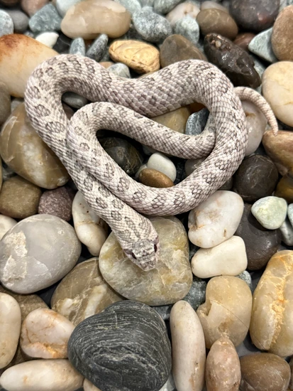 Moonstone Western Hognose by Captivating Reptiles LLC
