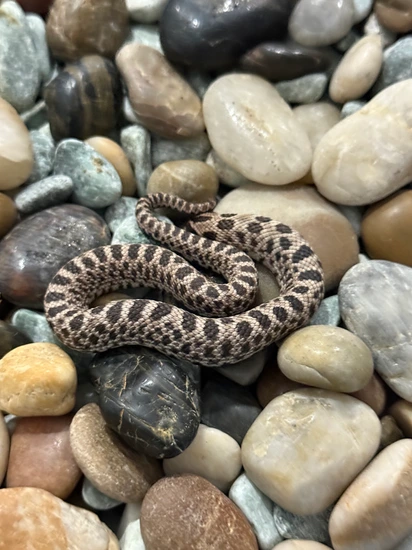 Super Arctic Het Moonstone Western Hognose by Captivating Reptiles LLC