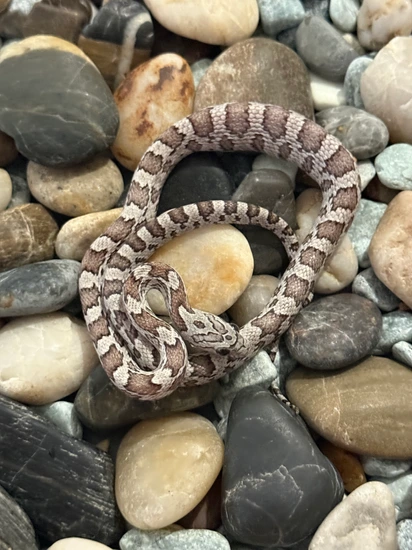 Cinder Het Shatter Corn Snake by Captivating Reptiles LLC