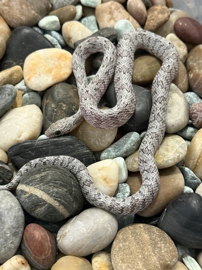 Miami Shatter Corn Snake by Captivating Reptiles LLC