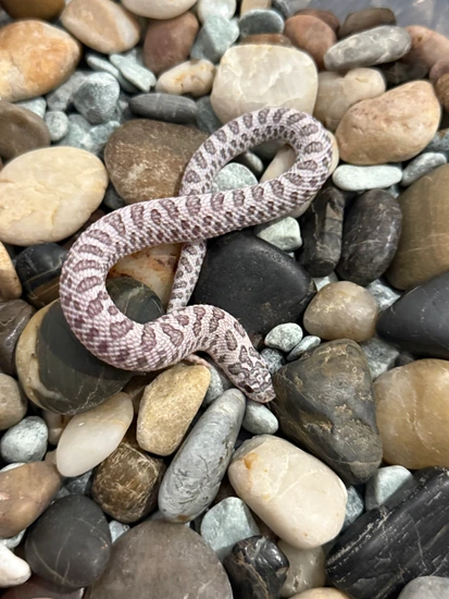 Moonstone Western Hognose by Captivating Reptiles LLC
