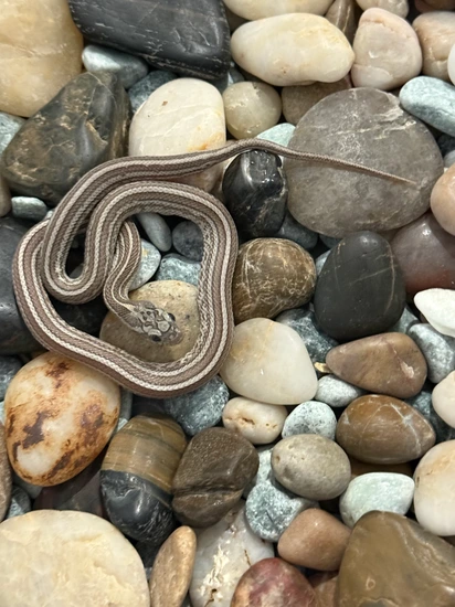 Cinder Tessera PHet Lava Amel Corn Snake by Captivating Reptiles LLC