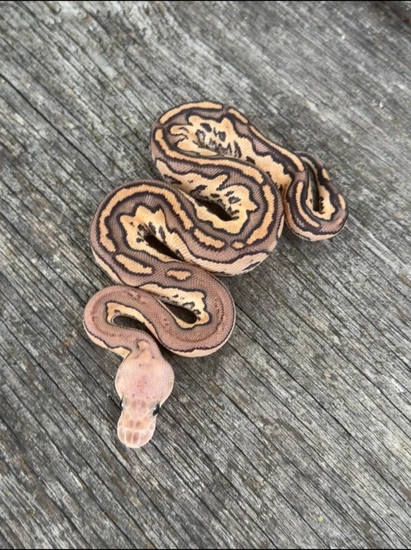 No Reserve Female Mojave Fire Hurricane Cinnamon Clown Ball Python by ...