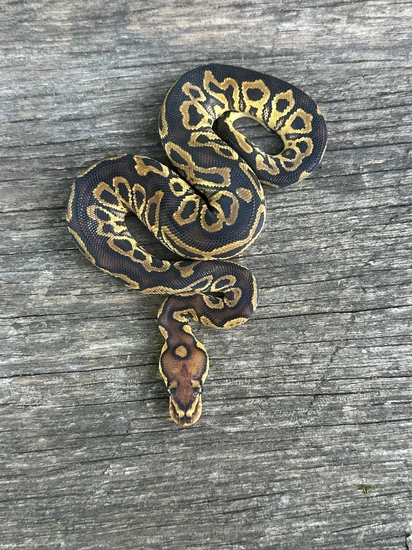 Hurricane (Yb) Clown Ball Python by Pates reptiles