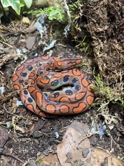 Unrelated *PAIR* Of Brazilian Rainbow Boas by RP’s Pythons