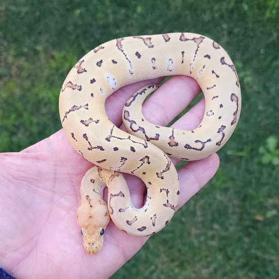 Pinstripe Clown Desert Ghost Ball Python by Rp Reptiles