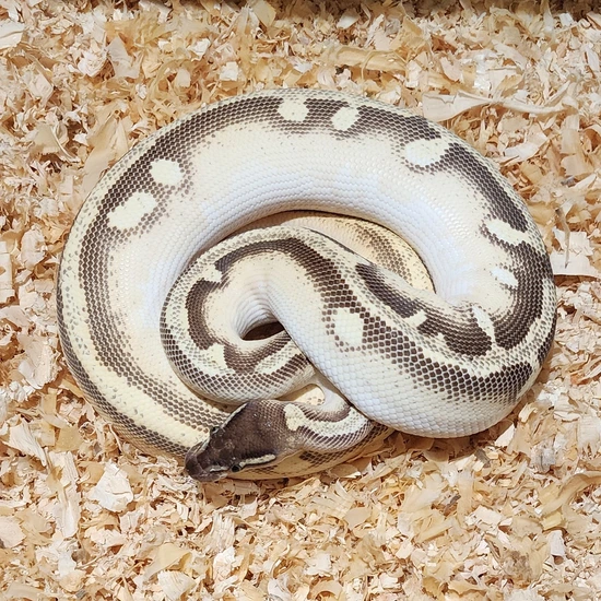 Super Orange Dream Black Head Enchi Mojave Ball Python by Rp Reptiles
