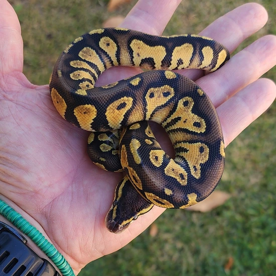 Black Head Pastel (Poss Double Het Clown Ghost) Ball Python by Rp Reptiles