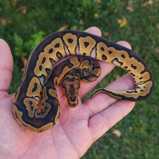 Clown Ball Python by Rp Reptiles