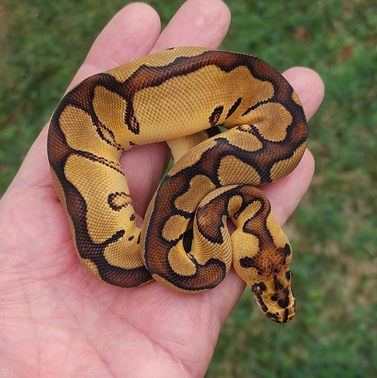 Super Gravel (Enchi Fire Pastel) Clown ***PROJECT PAIR*** Ball Python ...