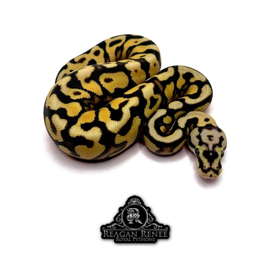 Red Stripe Spotnose Pastel (YB) Triple Het DG/G-Stripe/Clown Ball ...