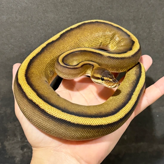 Red Stripe G-Stripe Het DG Ball Python by Reagan Renee Royal Pythons