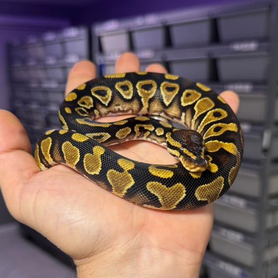 Red Stripe YB TH DG G-Stripe Cryptic Ball Python by Reagan Renee Royal ...