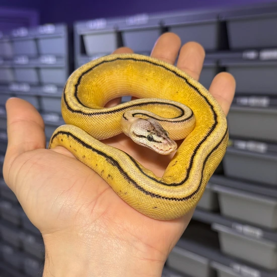 Pastel YB G-Stripe DH DG Clown Ball Python by Reagan Renee Royal Pythons
