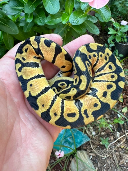Pastel Od Blade Pos Yb Dh Clown Pied Ball Python by CBTexotics