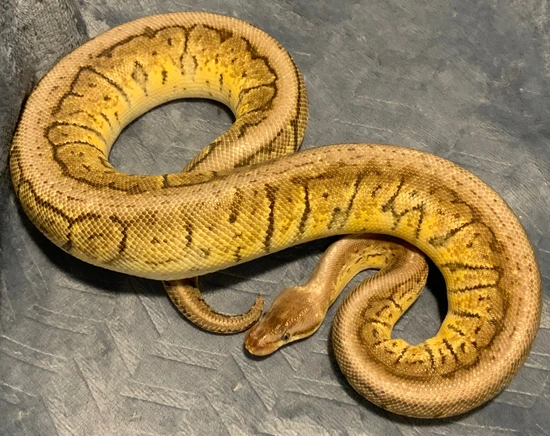 *RTB* Enchi Inferno Pinstripe Ball Python by Rat Smasher Ball Pythons