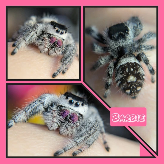 BARBIE Jumping Spider by Salty Spider Shop
