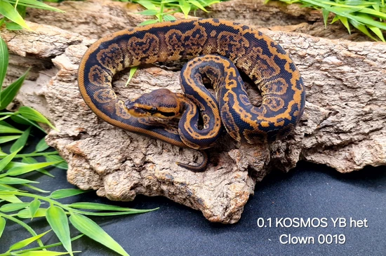 KOSMOS YB 100% Het Clown Ball Python by REPTIZON s.r.o.