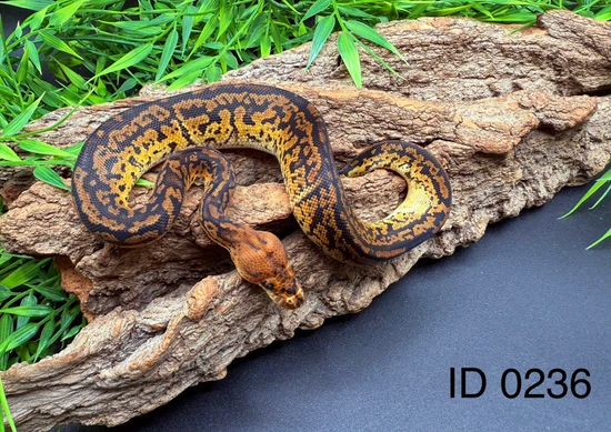 Kosmos YB Clown Ball Python by REPTIZON s.r.o.