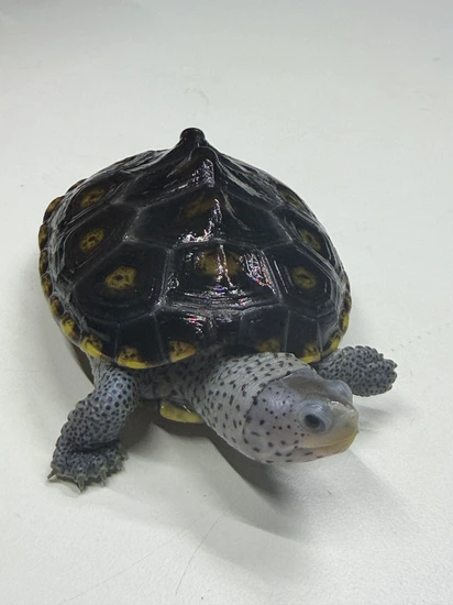Ornate Diamondback Terrapin by Terrapins_paradise