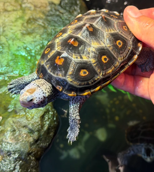 Flowerback Ornate Diamondback Terrapin by Terrapins_paradise