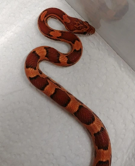 '25 Super Red Factor M Okeetee - Great Eater Corn Snake by Ted & Nora ...
