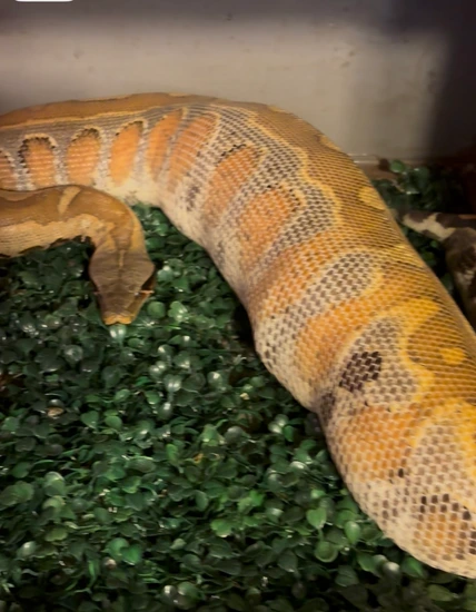 Blood Python by R T Hobby Farms