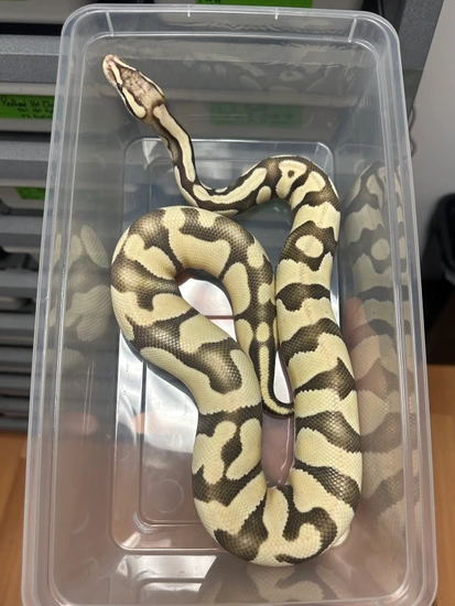 Pastel Chocolate Enchi DG Het Hypo Ball Python by Genetic Innovations