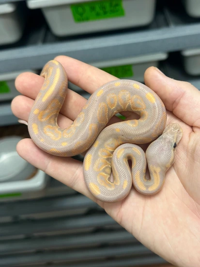 Banana Cinnamon Ball Python by Genetic Innovations