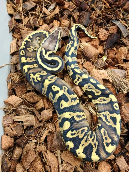 Acid GHI Yellow Belly Pastel Het DG Ball Python by ASI Reptiles