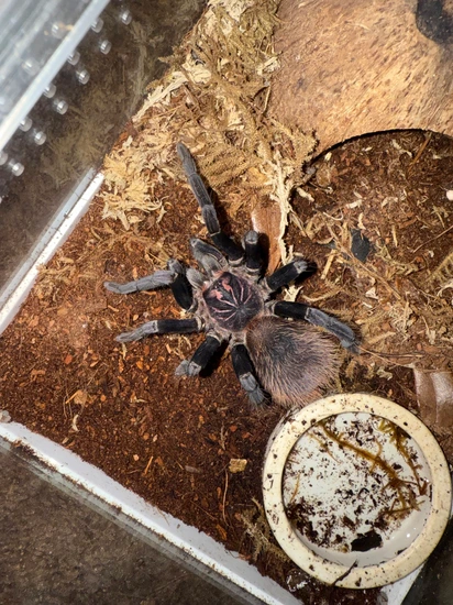 Xenesthis Sp. Bright Female Sub-adult 1-2 Molts Away From Ready To ...