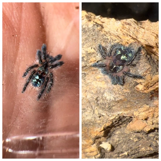 Brazilian Jewel Babies T. Seladonia 3rd Instar SLINGS ! Tarantula by ...