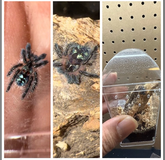 Brazilian Jewel Babies T. Seladonia 3rd Instar Tarantula by Rump Shaker ...