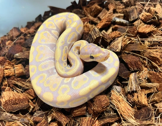 Banana Leopard 100% Het Clown *PRICE SHIPPED* Ball Python by JReptiles
