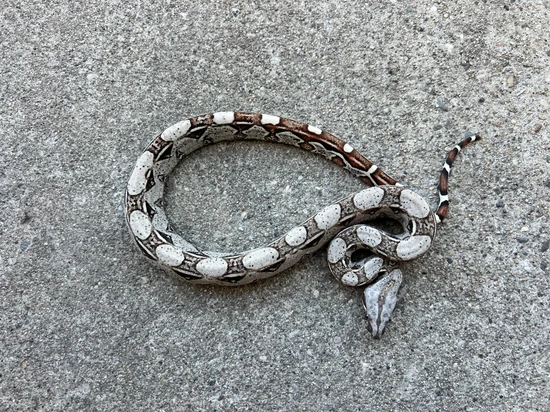 Roswell Ladder Tail Het Snow *PRICE SHIPPED Boa Constrictor by JReptiles