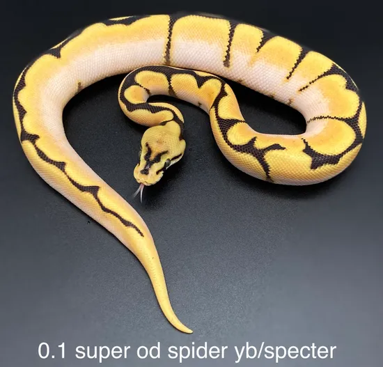 Super Orange Dream YB/Specter Spider Ball Python by Dezign’d Creations